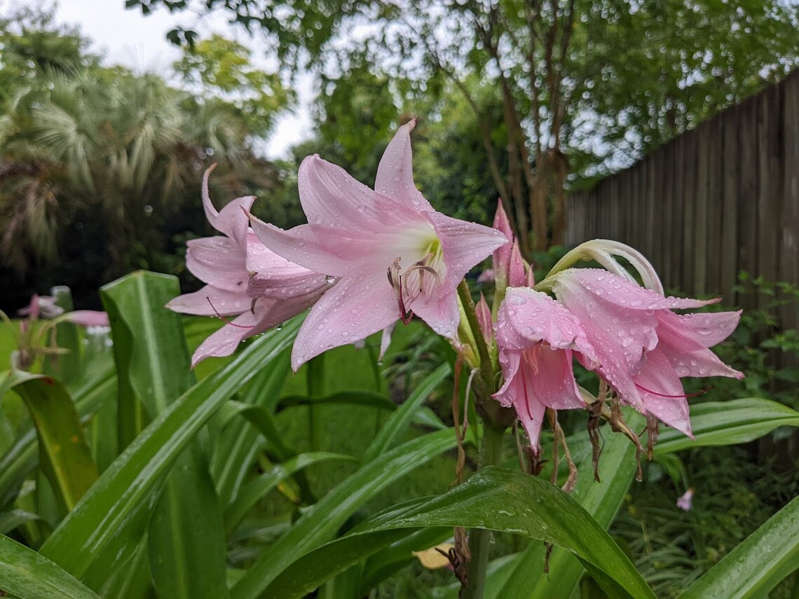 Pink Crinum Lily 1 Plant Bulb Crinum Asiaticum - Etsy