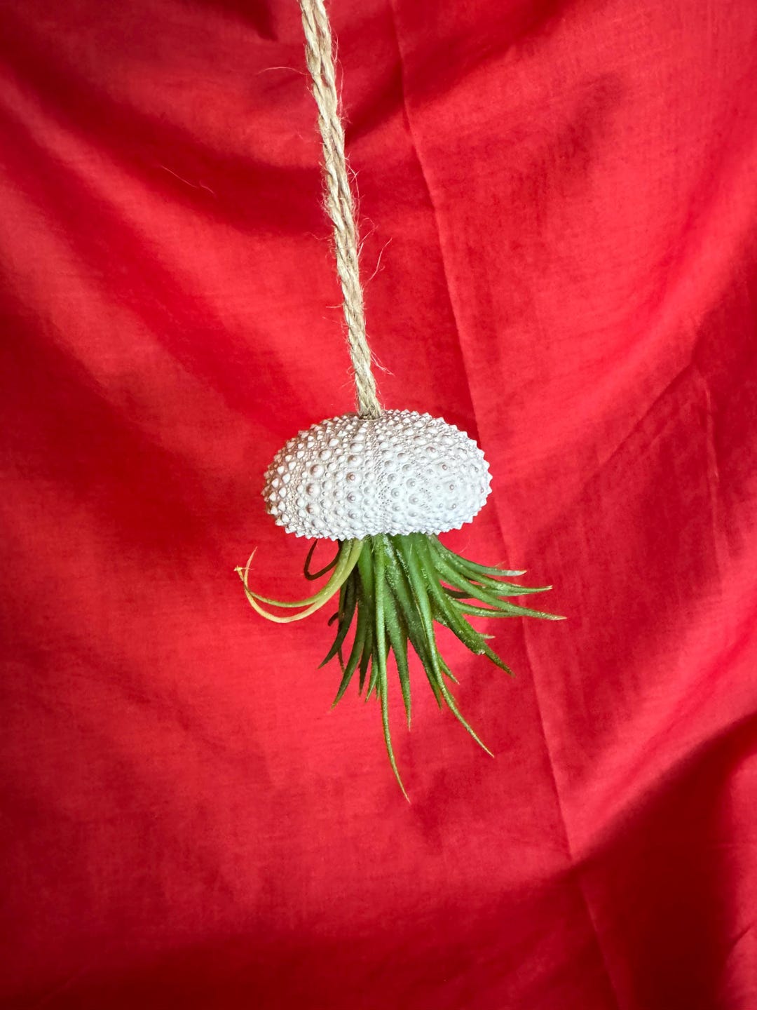 Hermit Crab Sea Urchin Air Plant JELLYFISH ! Jute Twine Hermit Crab ...