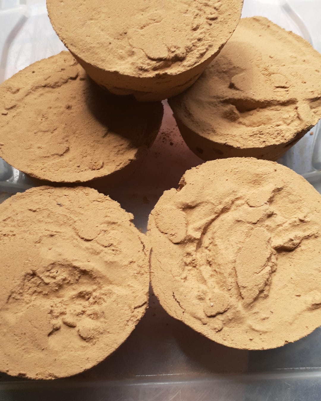 LA Sunny 6 Pack Cakes - Etsy