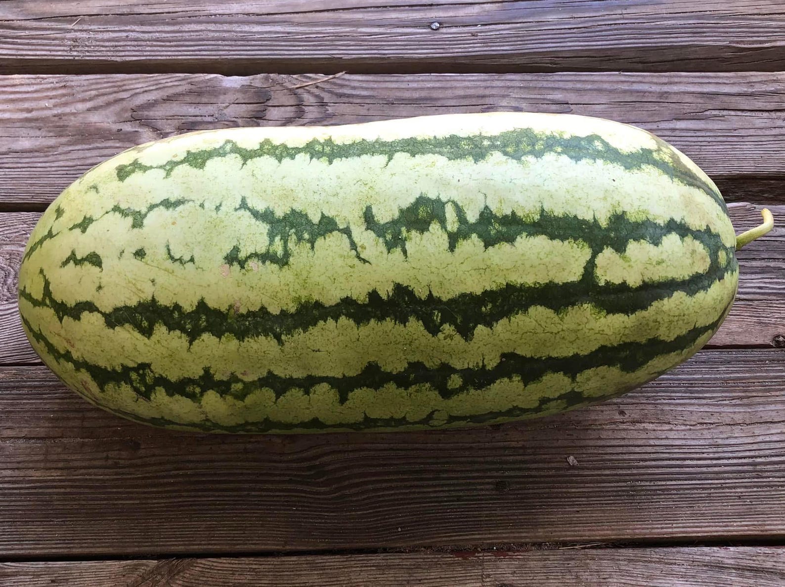 Georgia Rattlesnake Watermelon - Heirloom Seeds - Etsy