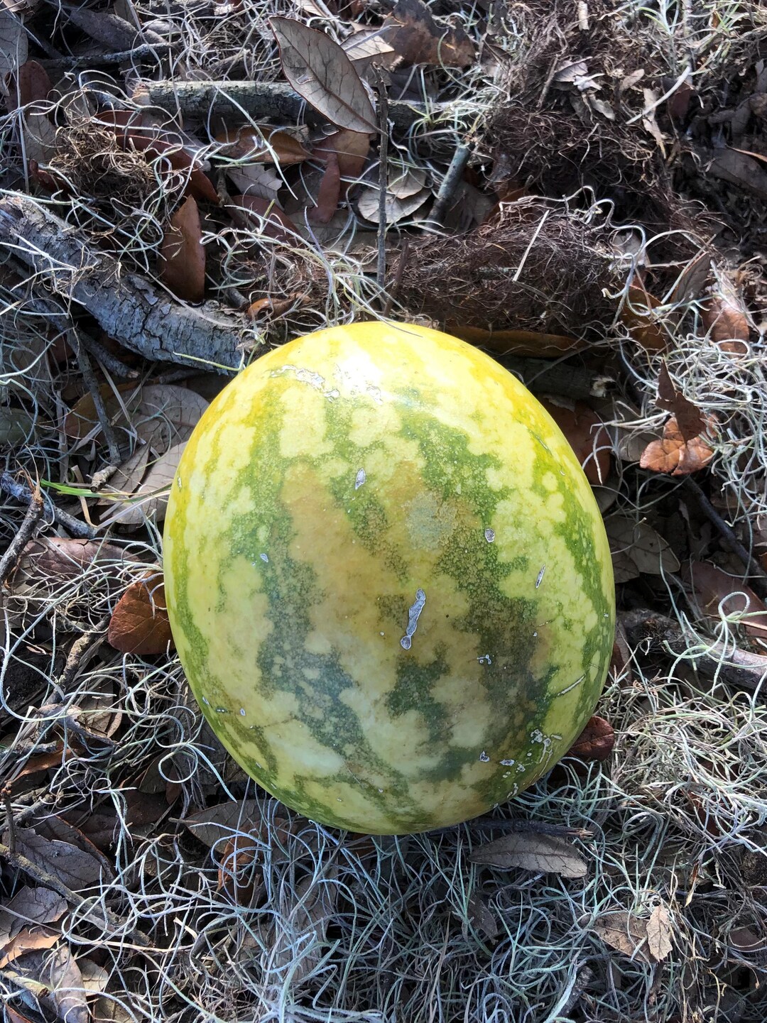 Rare - Pine Melon - Heirloom Seeds - Etsy