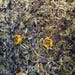 Divinity: Herbal Blend With Egyptian Blue Lotus - Etsy