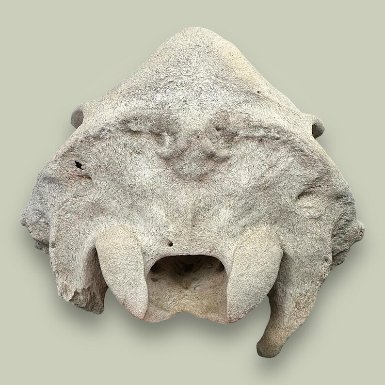 Cattle Ranch Raw Cow Skull Mount Naturally Aged Deadhead Rocky Mountain ...