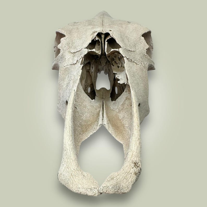 Cattle Ranch Raw Cow Skull Mount Naturally Aged Deadhead Rocky Mountain ...