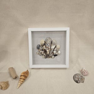 Framed Shell Art Seashell - Etsy