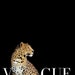 Leopard Vogue Inspired Poster - Etsy