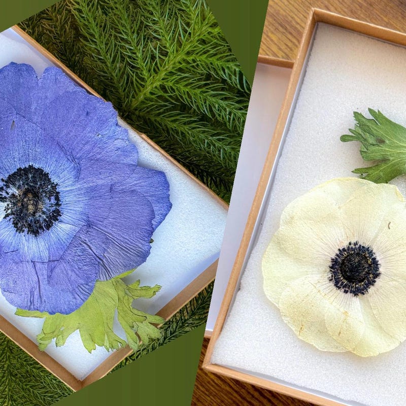 Pressed Anemones White - Etsy