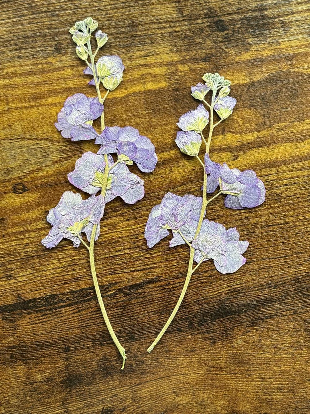 Dried Pressed Light Purple Stock Flowers - Etsy