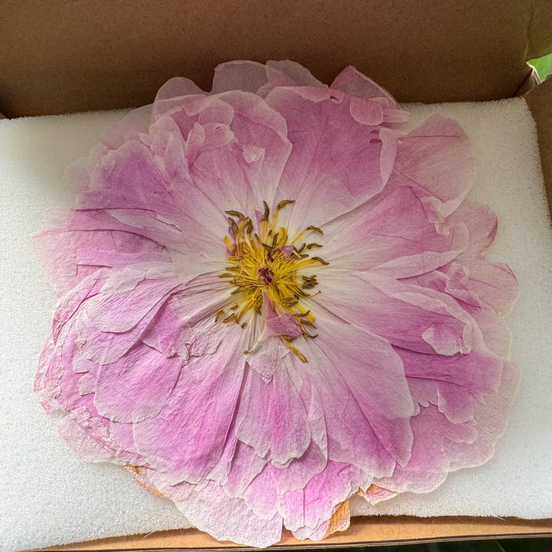 Preserved Pressed Peony - Etsy