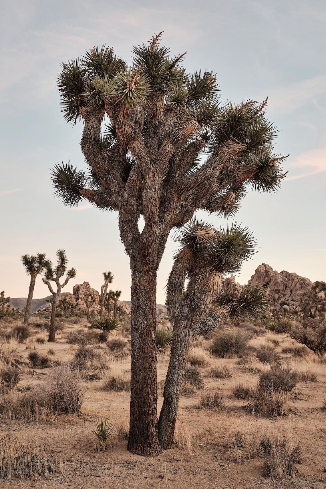 Joshua Tree - Western Photography Art, Joshua Tree Photo, Original ...