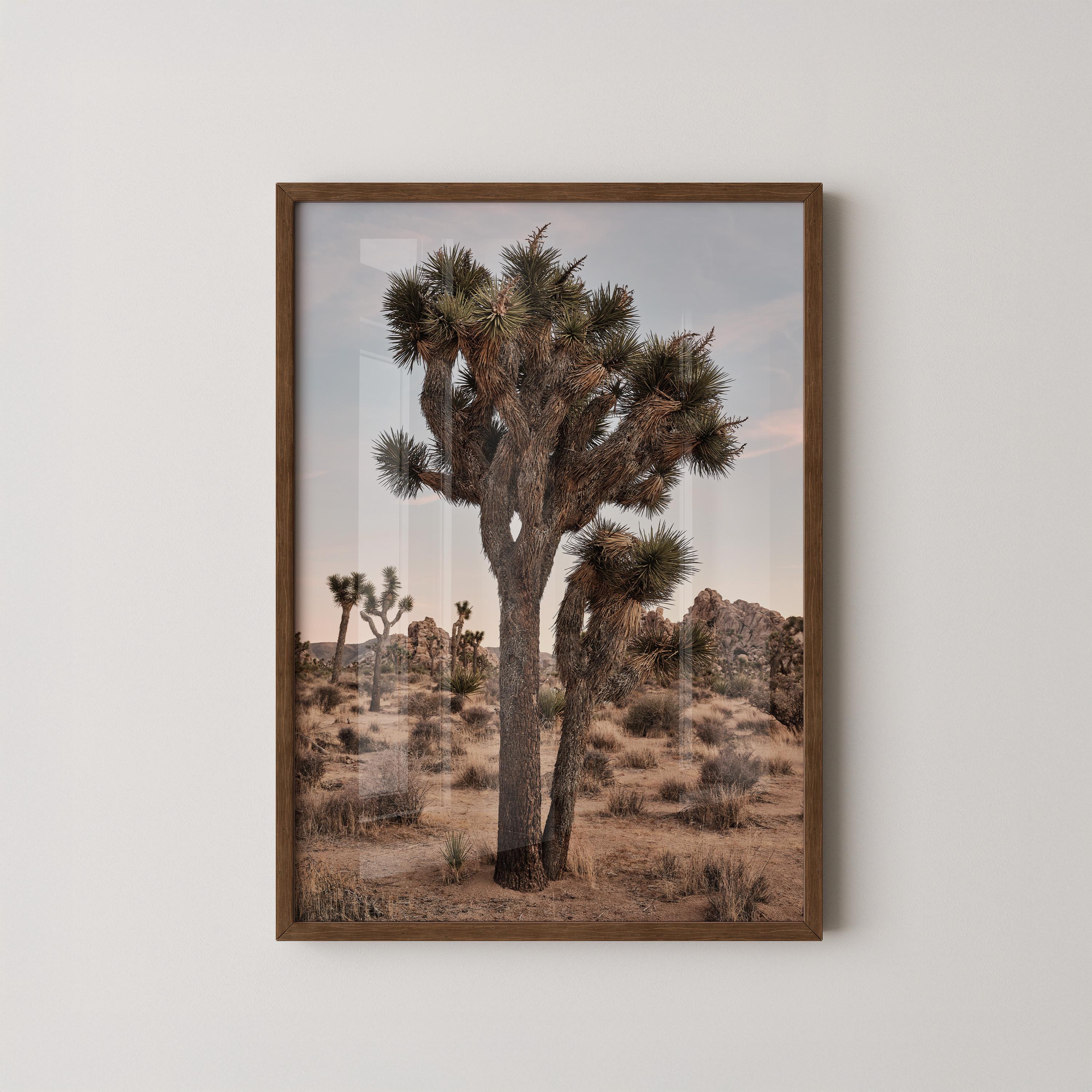Joshua Tree - Western Photography Art, Joshua Tree Photo, Original ...
