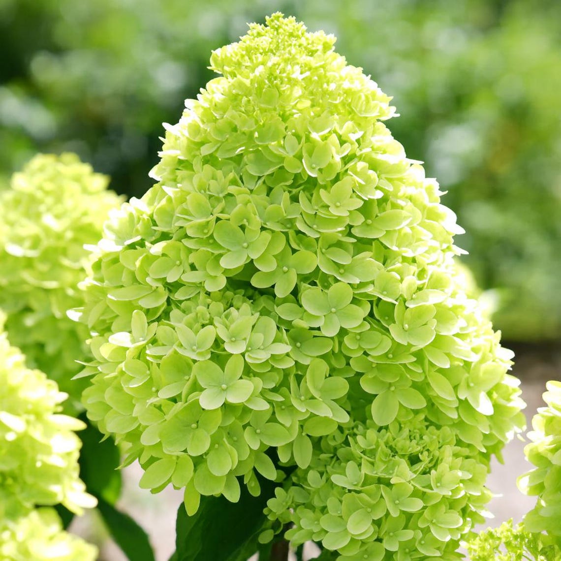 Little Lime Hydrangea Plant: Hardy Compact Shrub, Lime Green Blooms (6 ...