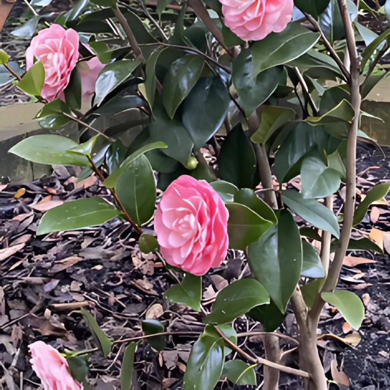 Pink Perfection Camellia Japonica: Live Evergreen Flowering Shrub - Etsy