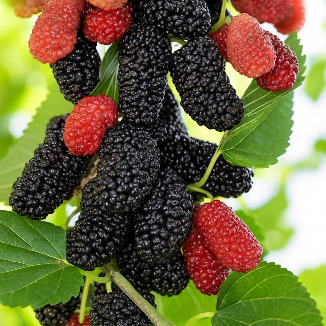 Dwarf Everbearing Mulberry Tree: Morus Nigra Live Starter Plant - Etsy