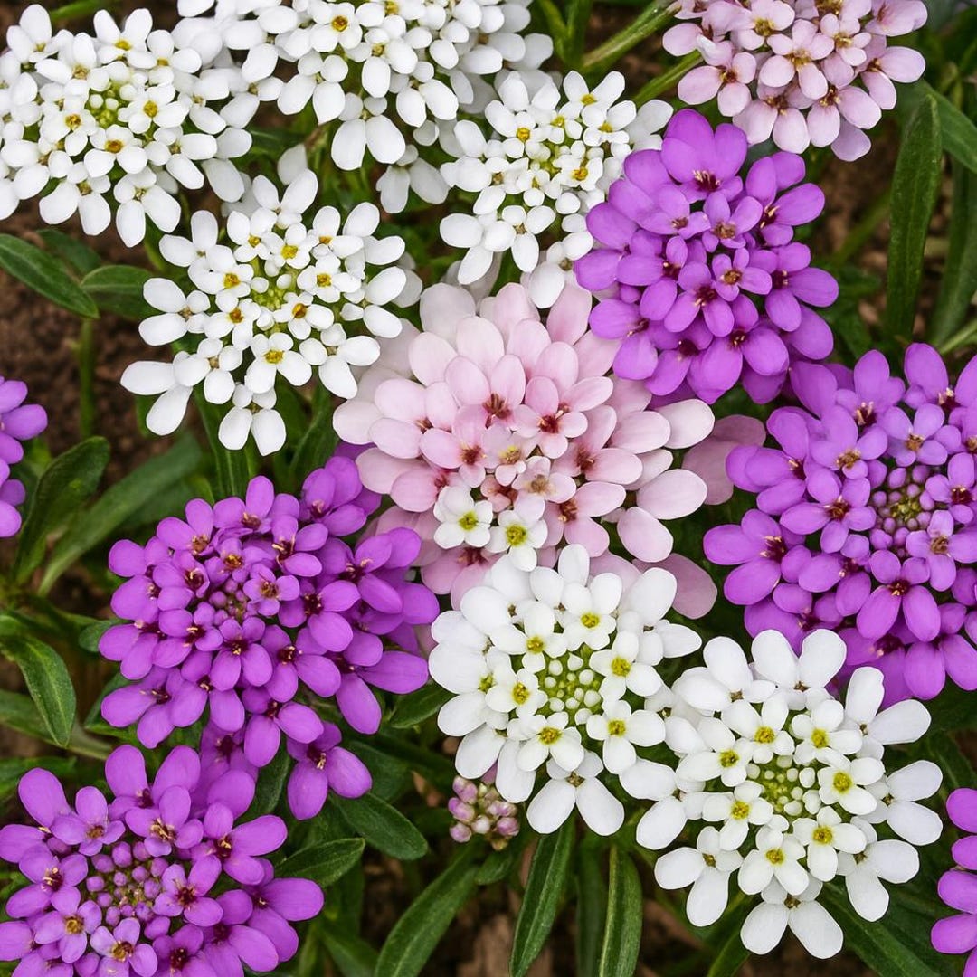 200 Globe Candytuft Seeds (iberis Umbellata) – Colorful Bloom Mix ...