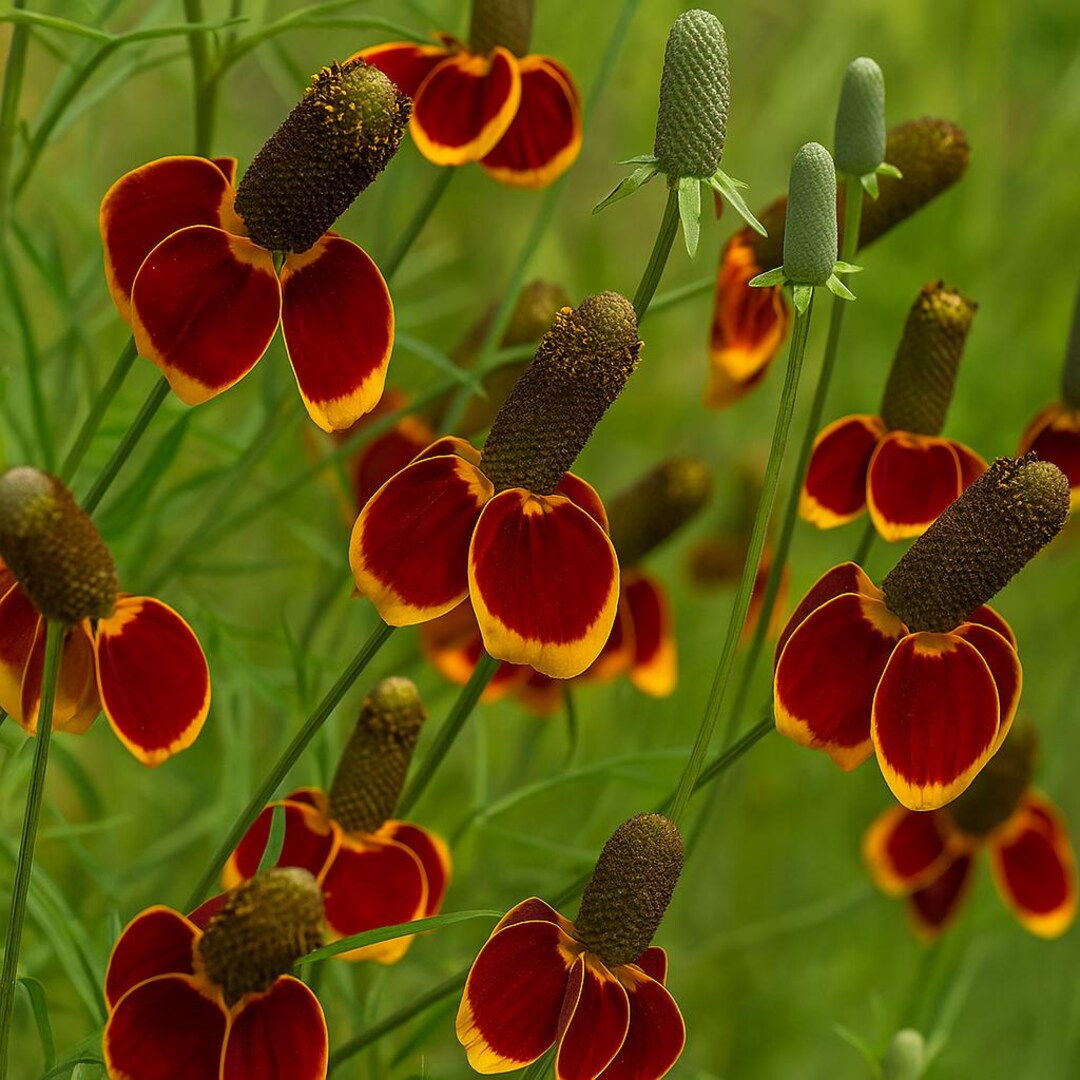 450 Dwarf Red Coneflower Seeds (ratibida Columnifera) – Mexican Red Hat ...