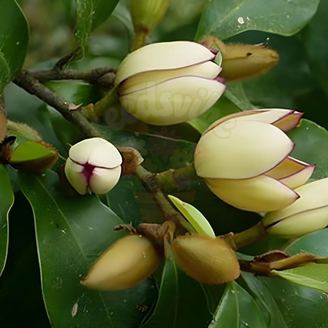 Fragrant Banana Shrub Plant: Live Michelia Figo Starter - Etsy