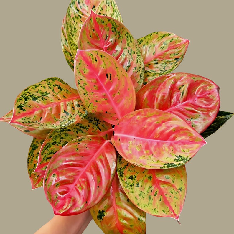 Aglaonema Firework: 3 Inch Rare Chinese Evergreen - Easy Care Air ...