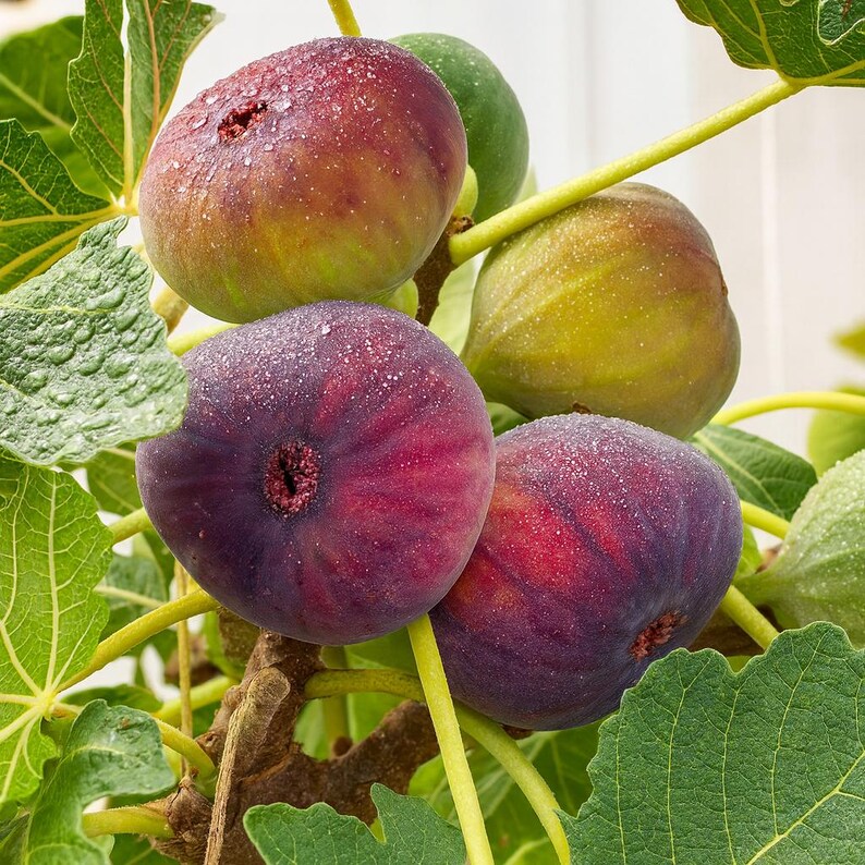 Fig Tree ‘magnolia’ – Ficus Carica Live Starter Plant | Fruiting Fig ...