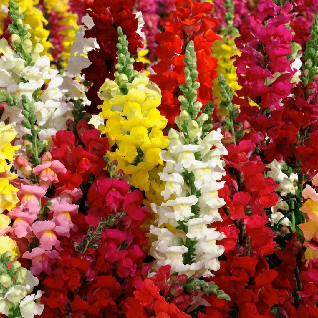 3750 Snapdragon Seeds (tetra Mix) – Multi-color Blooms | Bees ...