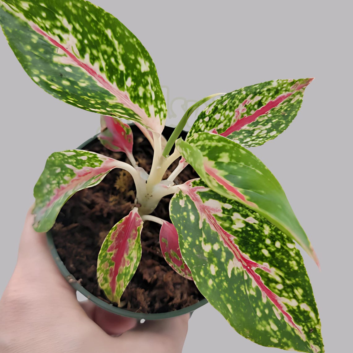 Aglaonema Firework: 3 Inch Rare Chinese Evergreen - Easy Care Air ...