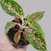 Aglaonema Firework: 3 Inch Rare Chinese Evergreen - Easy Care Air ...