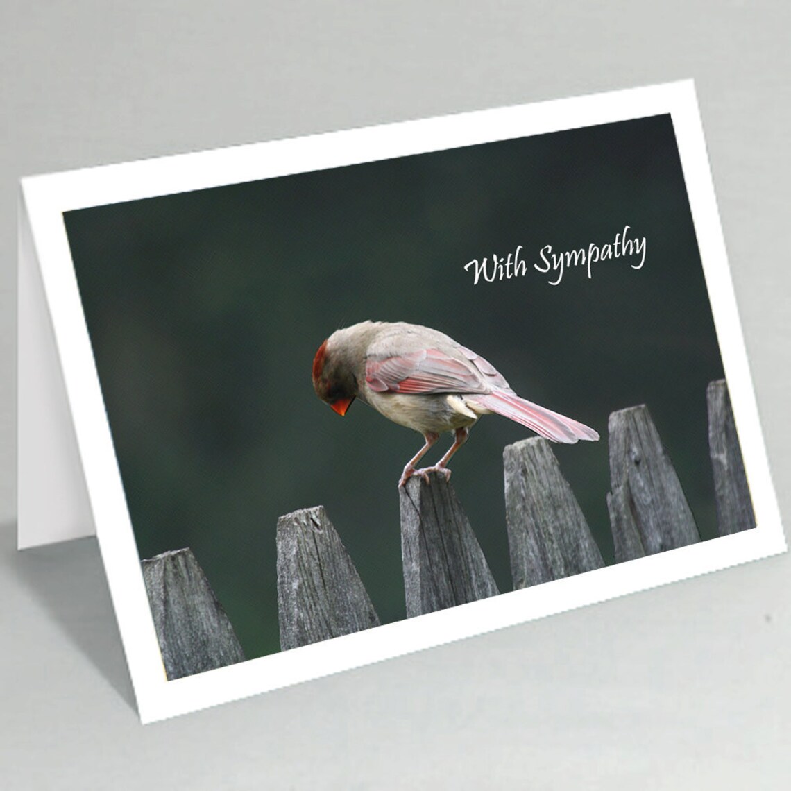 Sympathy Card - With Sympathy Card - Sad Cardinal Bird Greeting Card ...