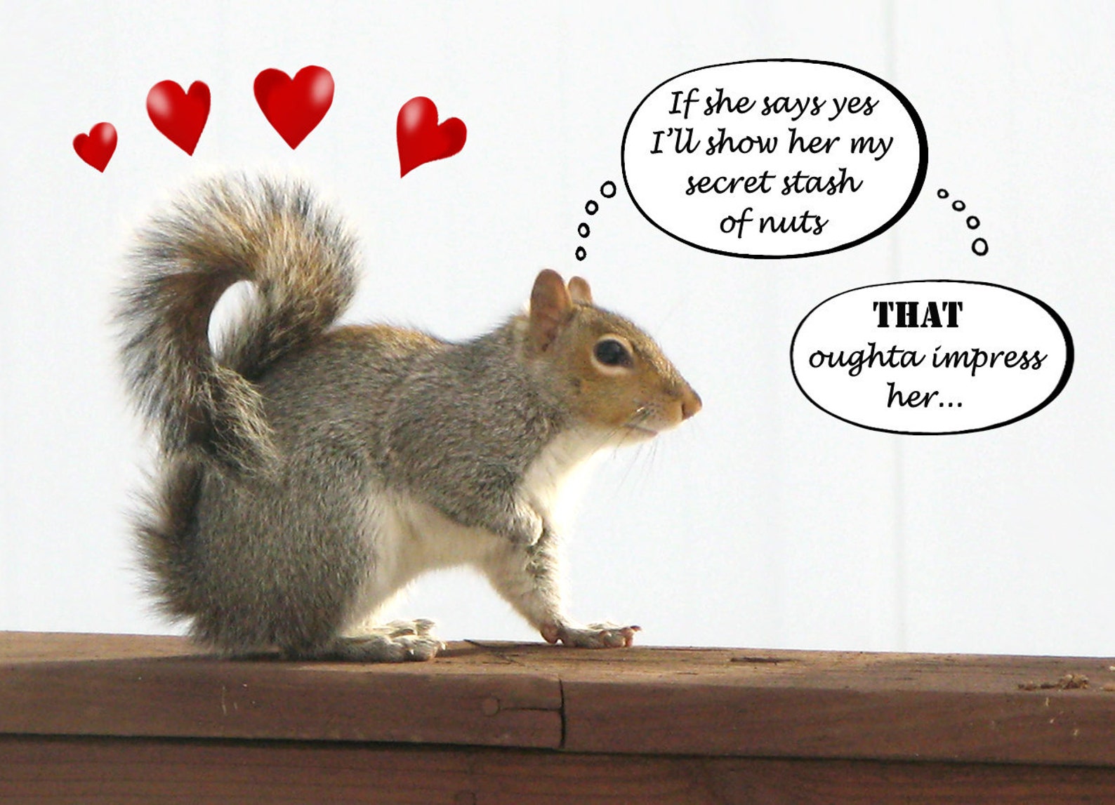 Funny Squirrel Greeting Card Funny Cards Valentine's Day - Etsy