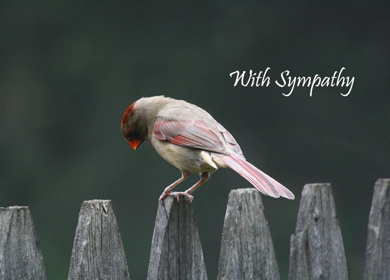 Sympathy Card - With Sympathy Card - Sad Cardinal Bird Greeting Card ...