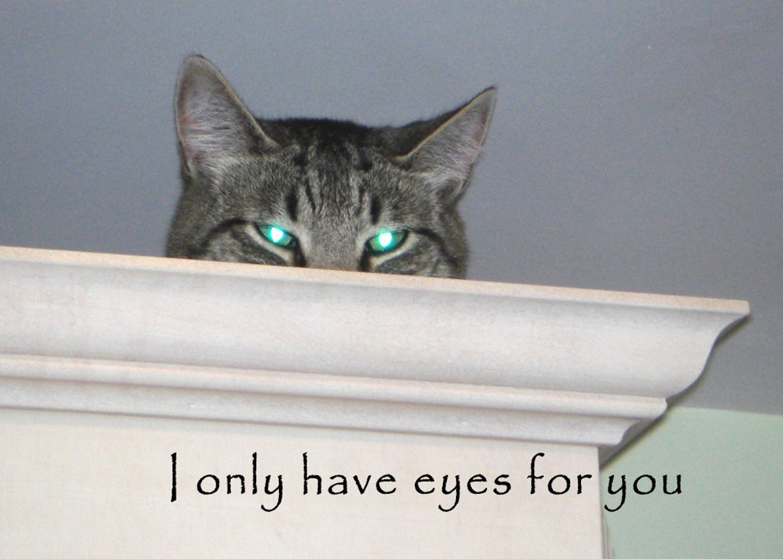 I Only Have Eyes for You Cat Greeting Card Cat | Etsy