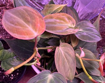 Philodendron Micans Cuttings (5) - Etsy