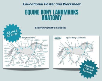 Equine Bony Anatomical Landmarks Worksheet - Equine Education - Equine ...