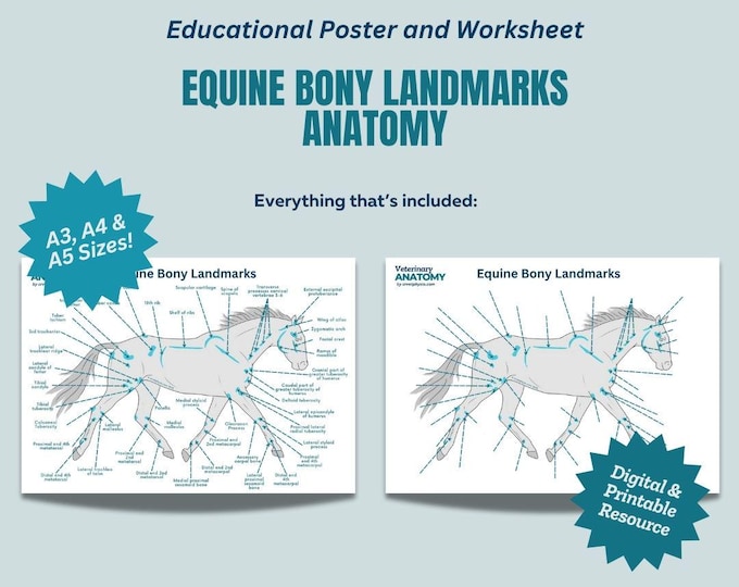 Equine Skeleton Worksheet - Horse Anatomy - Horse Skeleton - Equine ...
