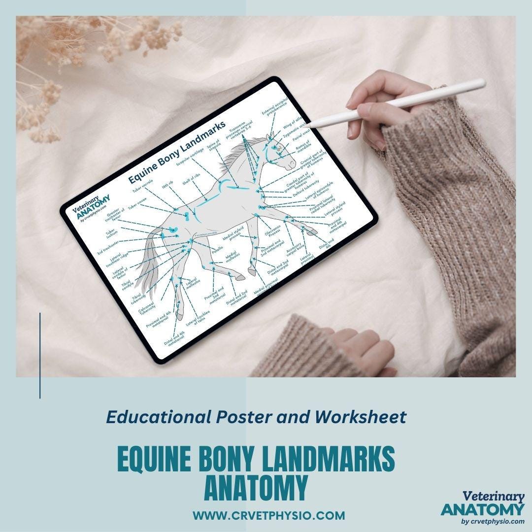 Equine Bony Anatomical Landmarks Worksheet - Equine Education - Equine ...