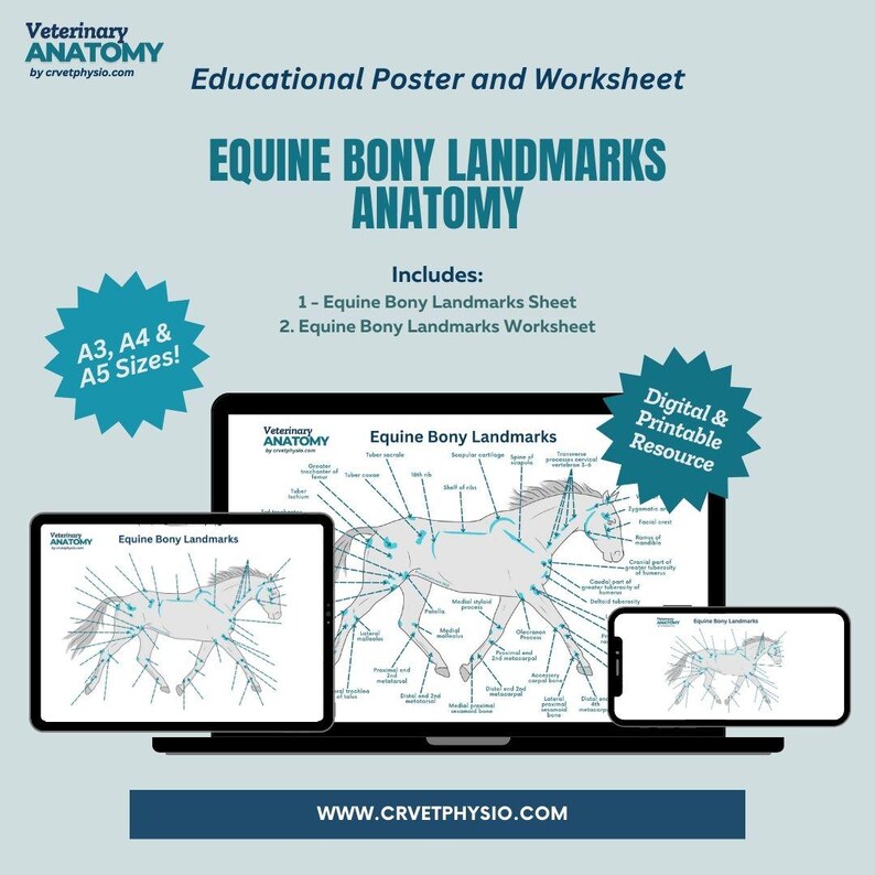 Equine Bony Anatomical Landmarks Worksheet - Equine Education - Equine ...