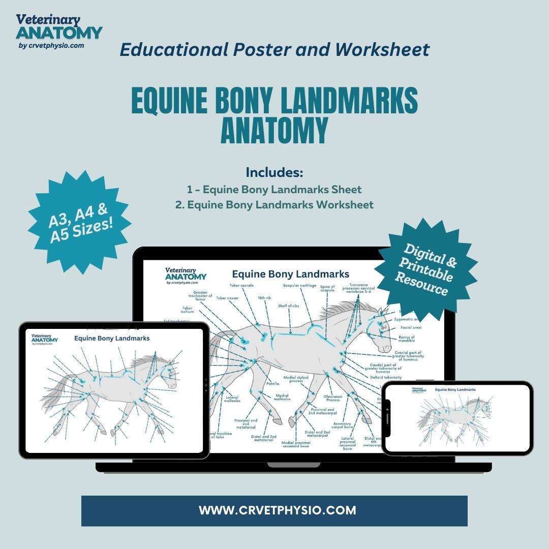 Equine Bony Anatomical Landmarks Worksheet - Equine Education - Equine ...