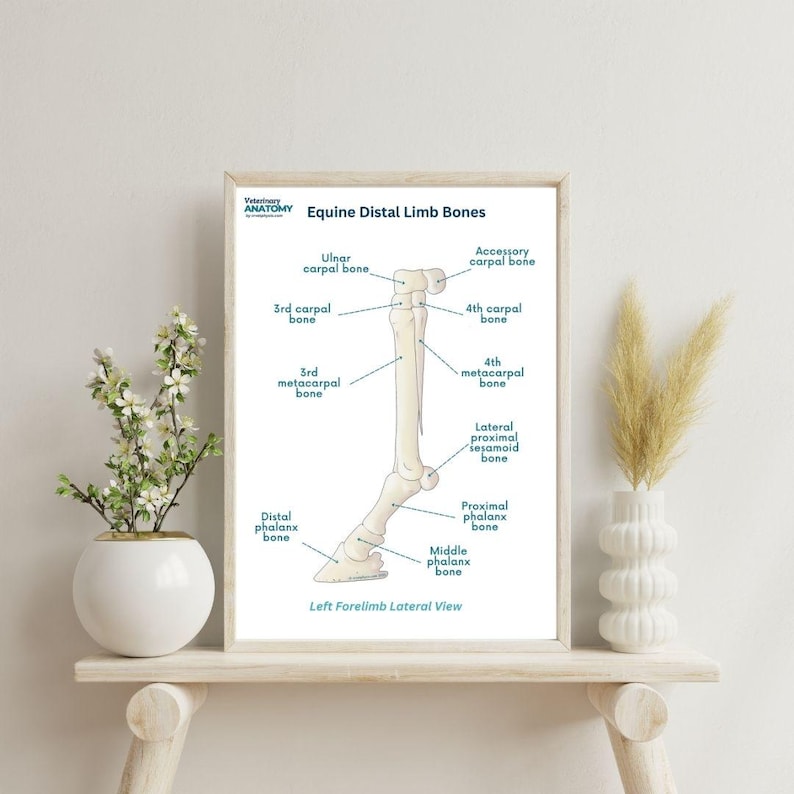 Equine Distal Limb Bones and Joints Worksheet - Horse Limb Skeleton ...