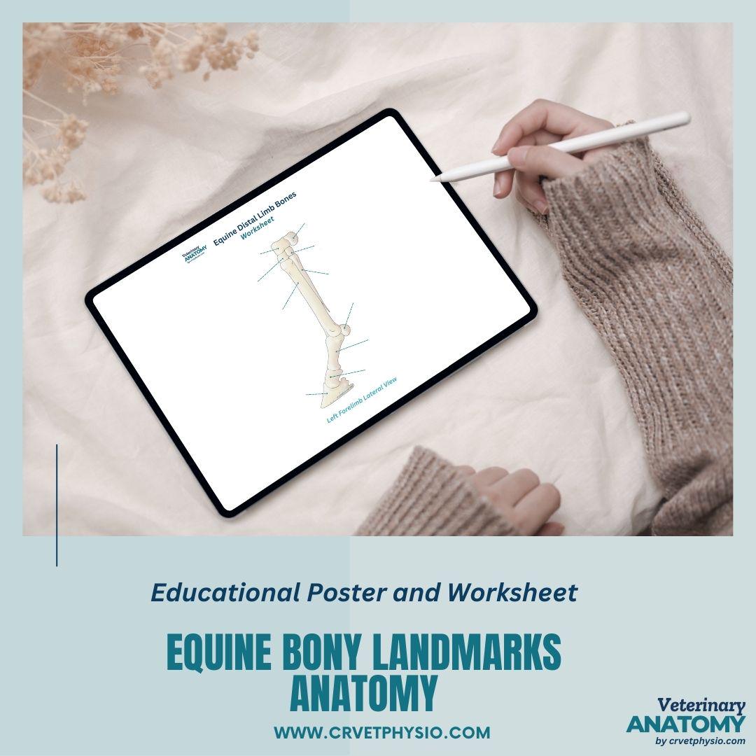 Equine Distal Limb Bones and Joints Worksheet - Horse Limb Skeleton ...