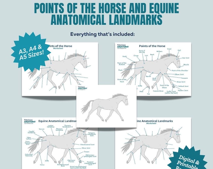 Equine Skeleton Worksheet - Horse Anatomy - Horse Skeleton - Equine ...