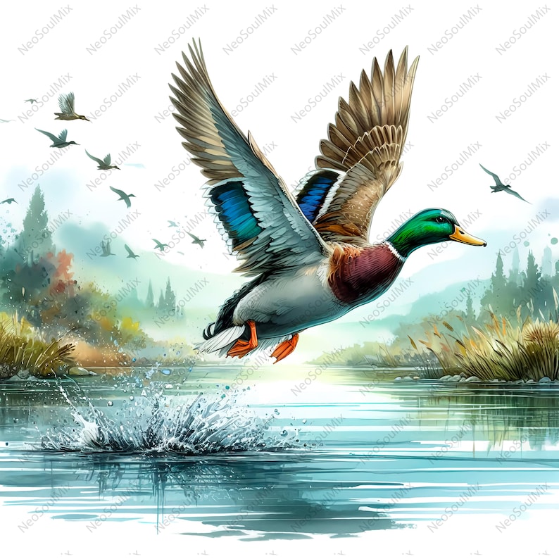 25 Mallard Duck Clipart | Flying Ducks for Duck Hunting Season ...