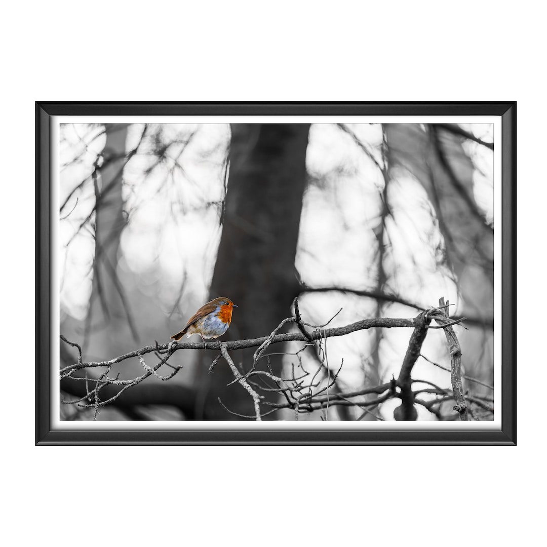 Vibrant Robin Bird Photography – Black and White Background, A3 A4 ...