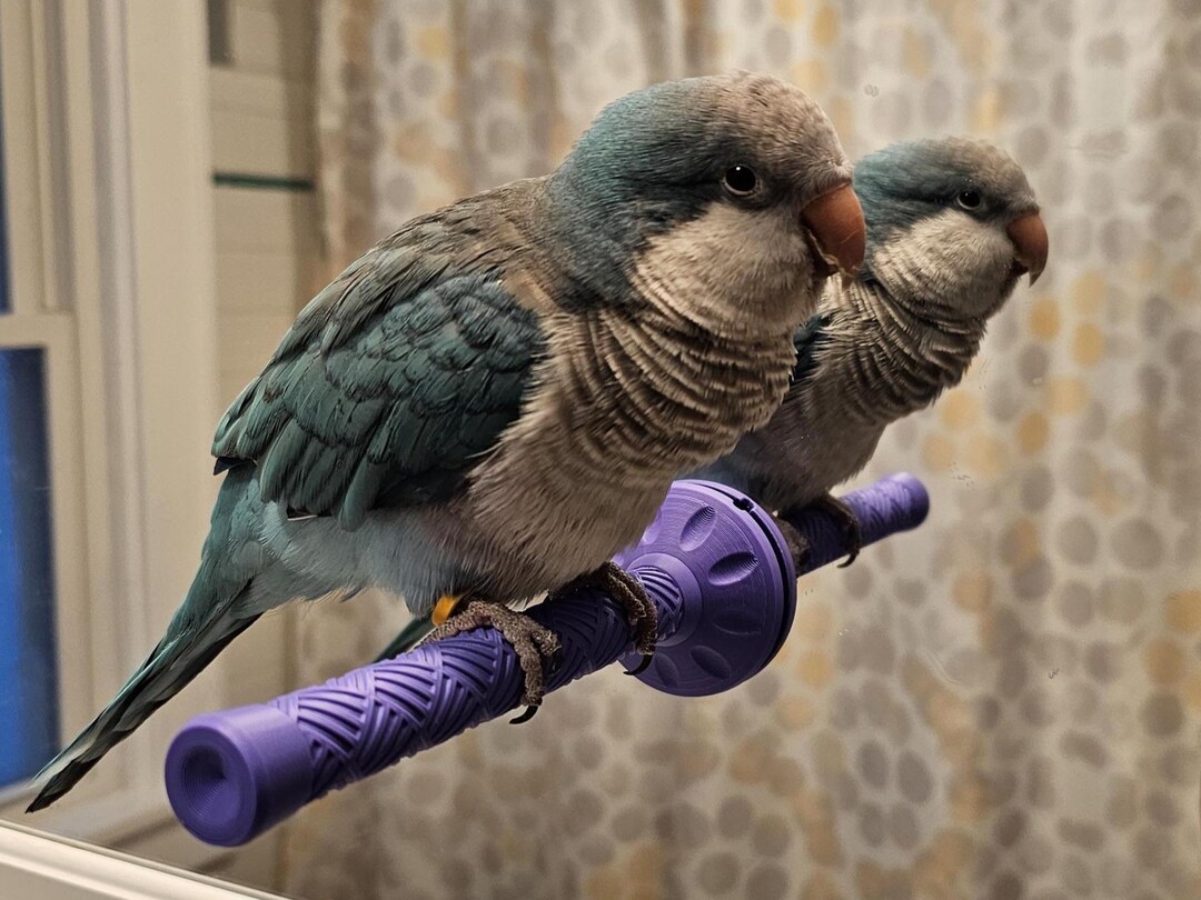Suction Cup Perch | Shower, Mirror, and Window Bird Perch - Etsy