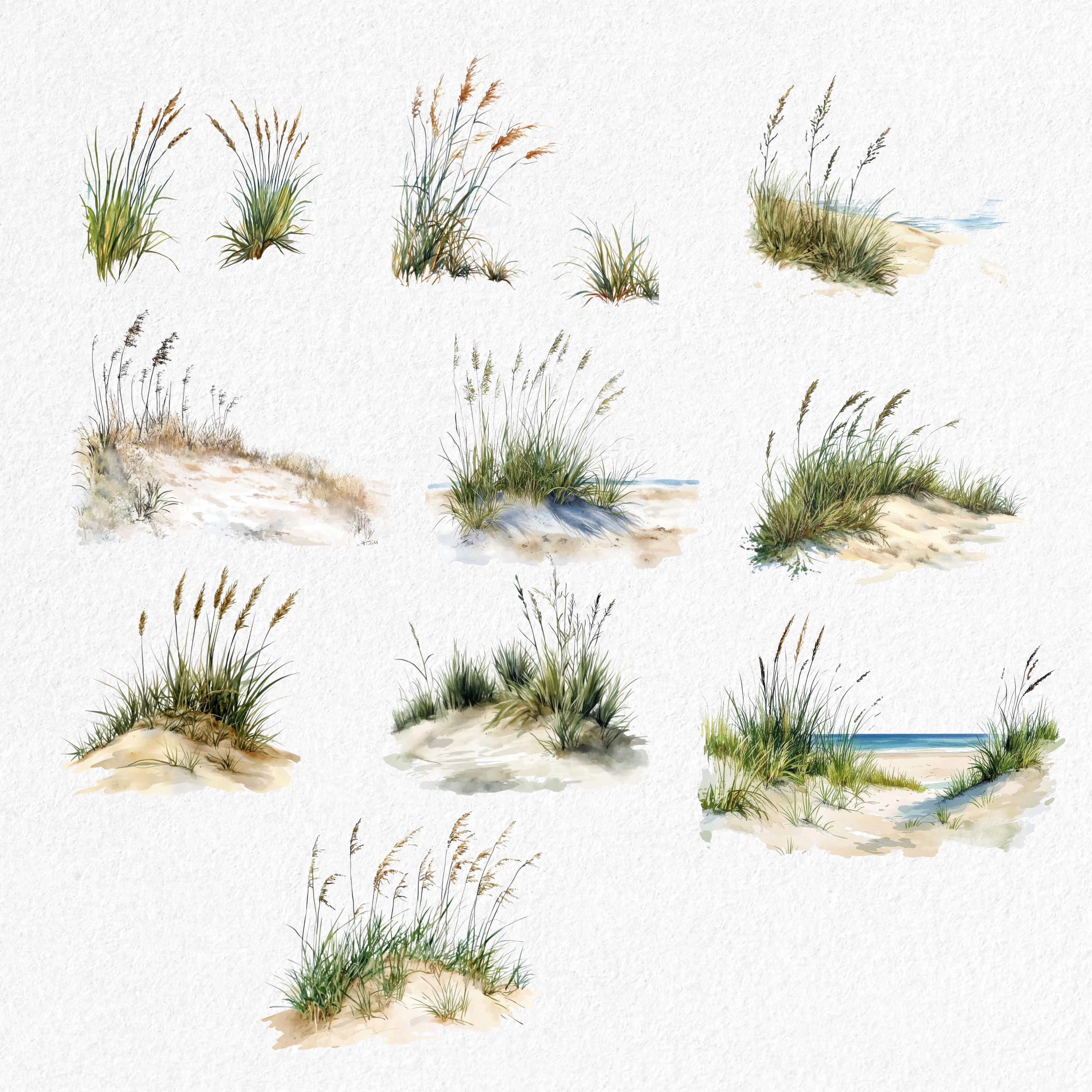 Watercolor Beach Grass Clipart: Coastal Landscape PNG (commercial Use ...