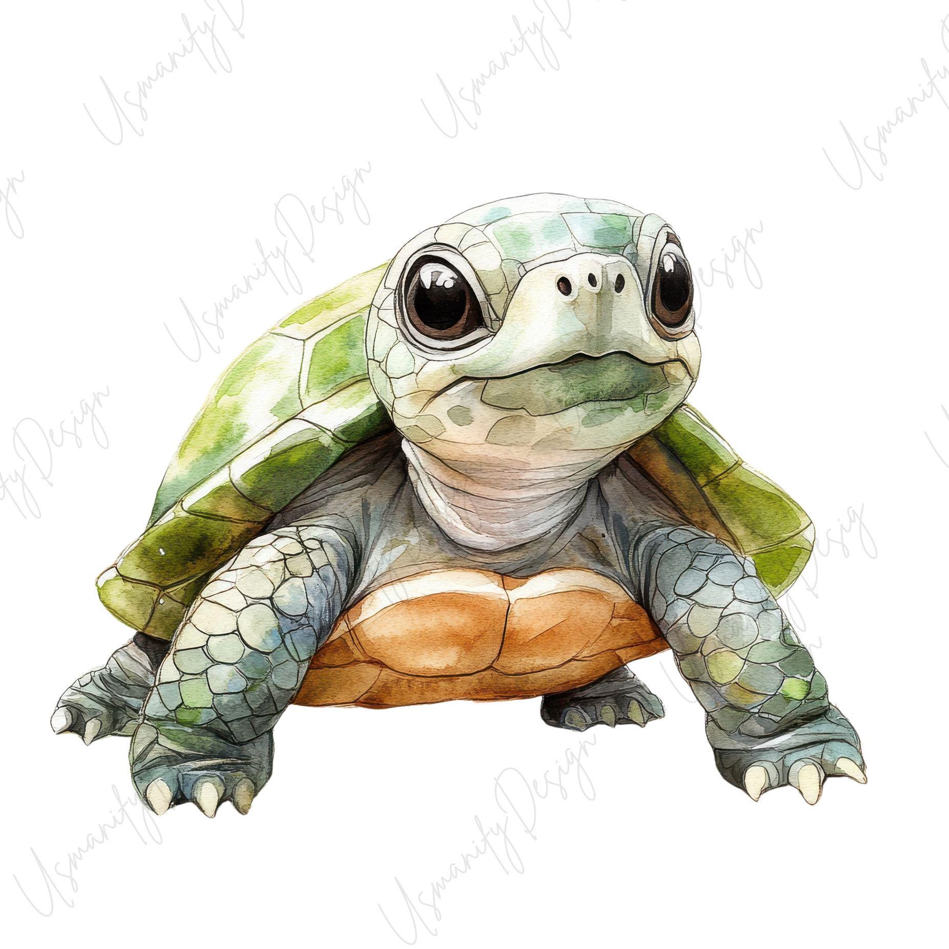20 Watercolor Turtle Clipart, Cute Baby Turtle PNG Bundle, Sea and Land ...