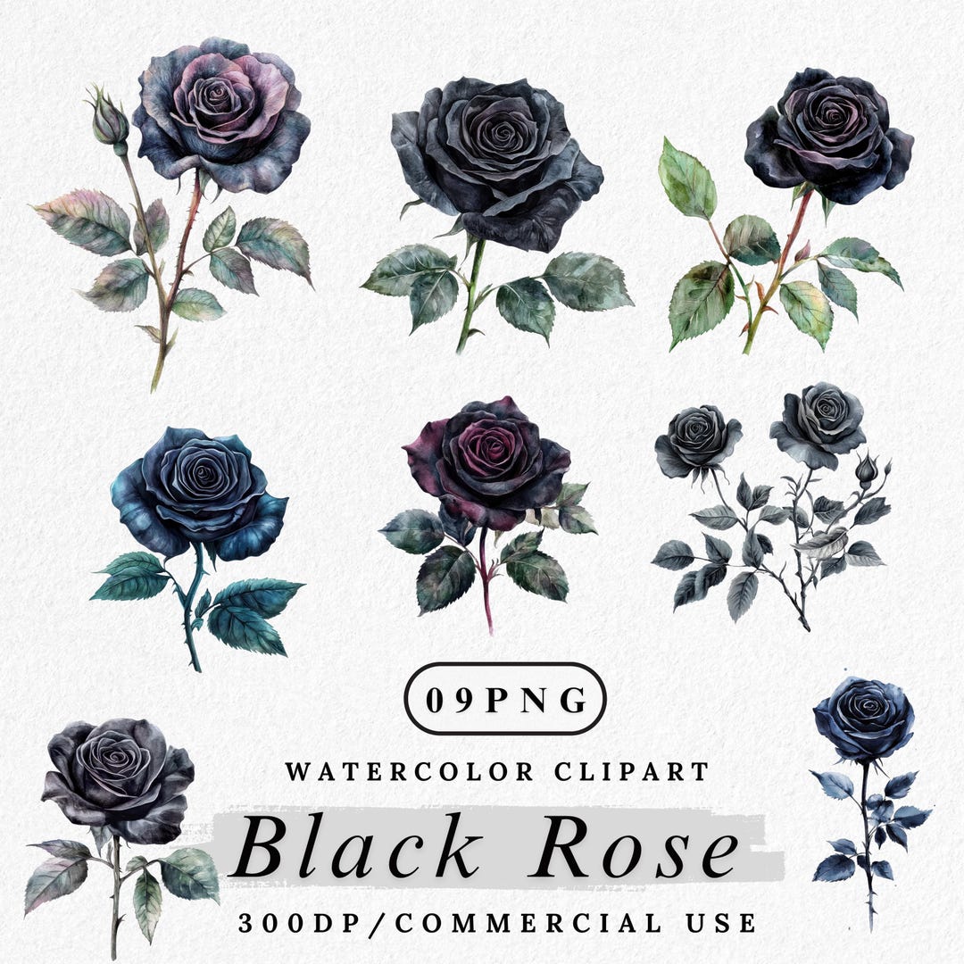 Black Gothic Rose Clipart: Watercolor Floral PNG (commercial Use ...