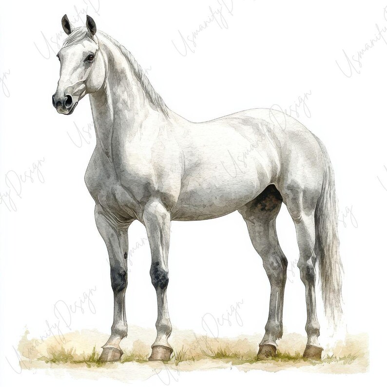 17 Watercolor White Horse Clipart, White Horse JPG, Equine Illustration ...
