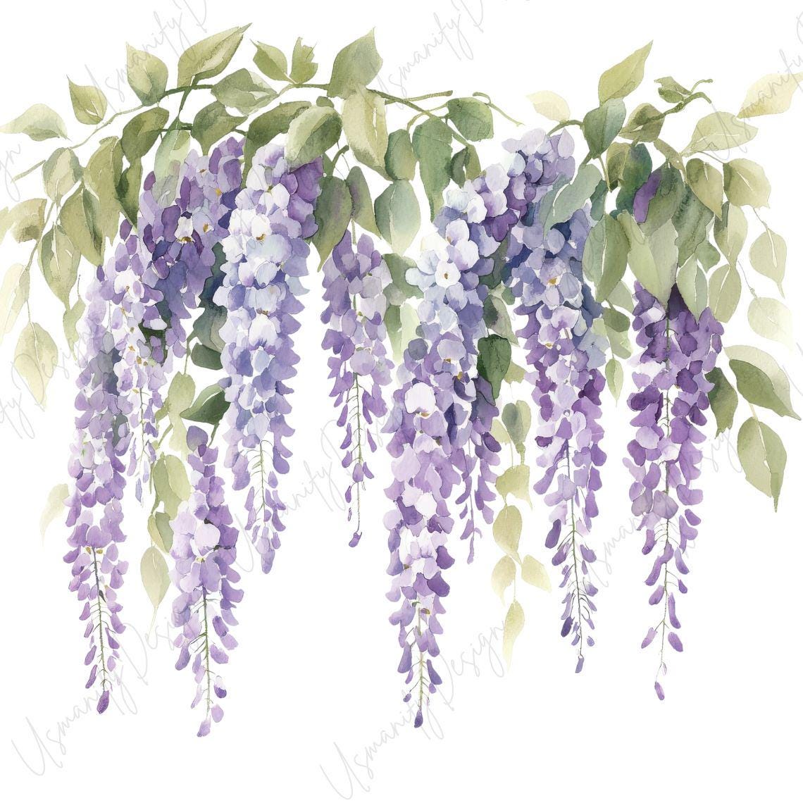 22 Watercolor Wisteria Clipart, Purple Floral PNG Bundle, Hanging ...
