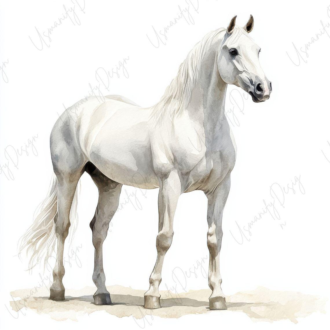 17 Watercolor White Horse Clipart, White Horse JPG, Equine Illustration ...
