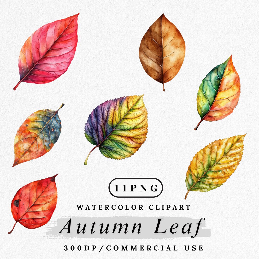 Autumn Leaf Clipart, Watercolor Fall Foliage PNG, Maple Oak Leaf ...