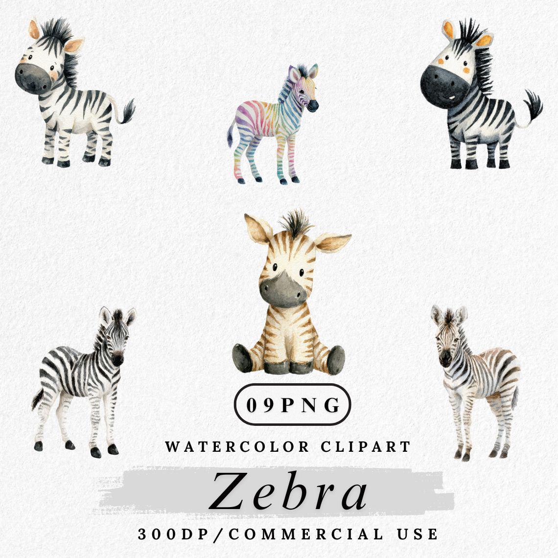 Watercolor Zebra Clipart: Safari Animal PNG (digital Download, 9 Files ...